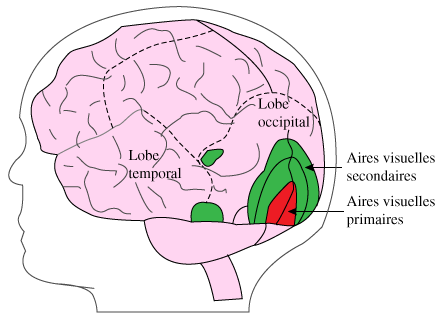 Le corps et le dessin animé :: La Science et le Dessin Animé